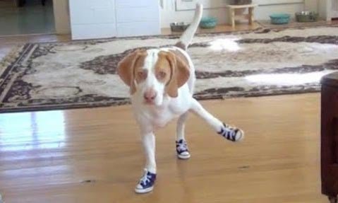 10 Hilarious Videos of Dogs Wearing Shoes – DoxinMotion